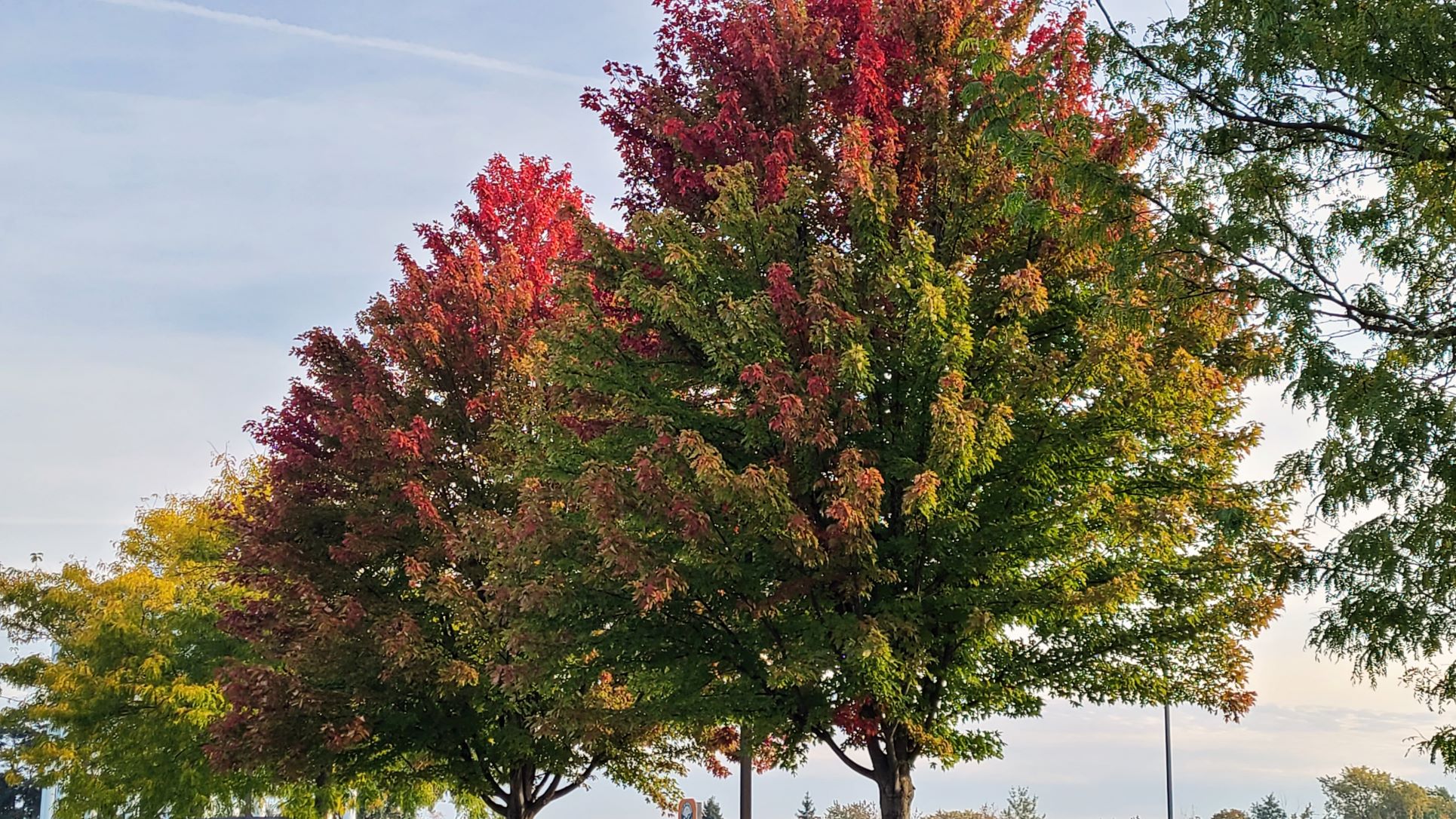 Celebrate the Changing of the Seasons With Simple Fall Decorations ...